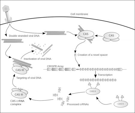 10 years of CRISPR changing the world - Sify