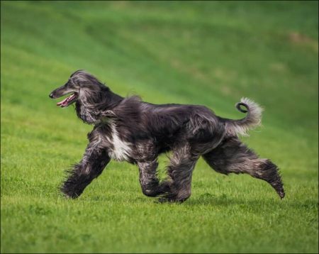 Did you know you could clone your pet for $30,000? - Sify